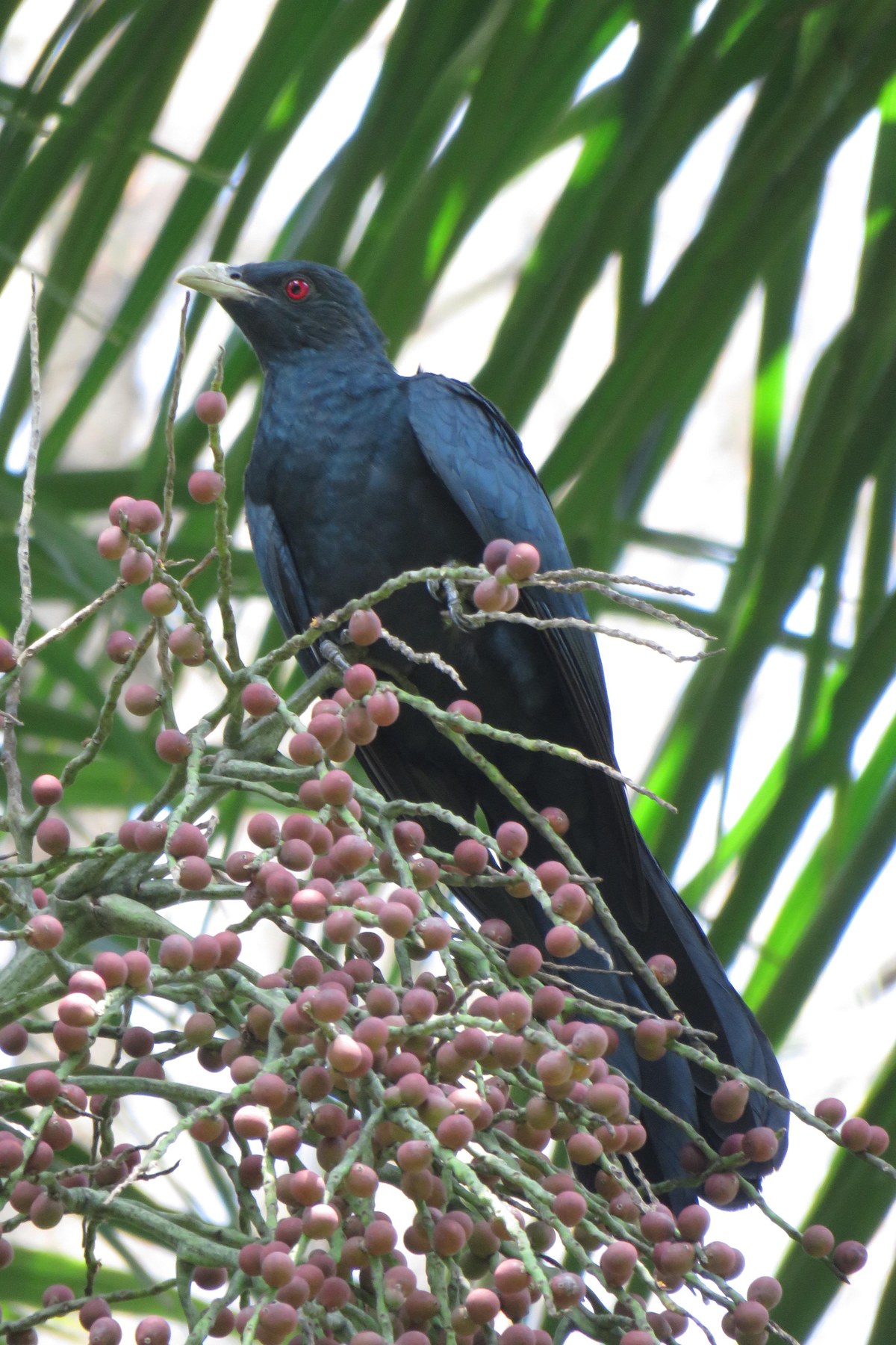 Asian-Koel-Male-Oct2019-hbcse-IMG_7115.JPG — HBCSE